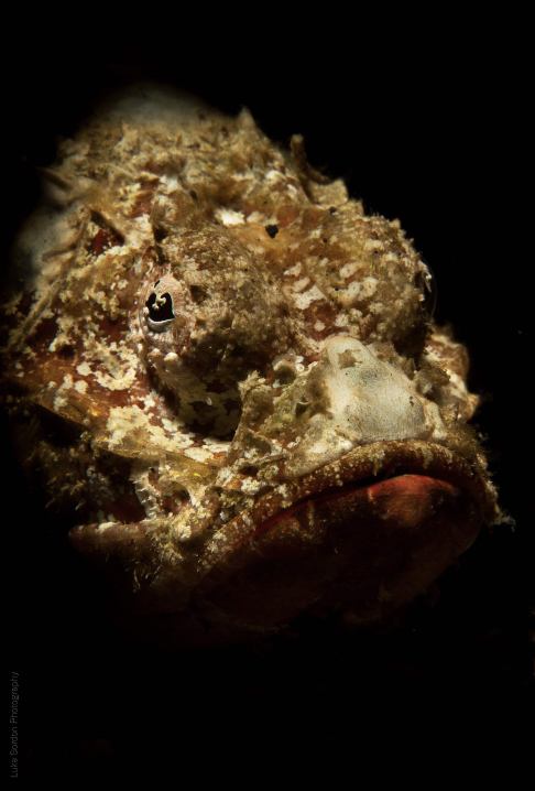 The beauty of Scorpionfishes | Critter Research