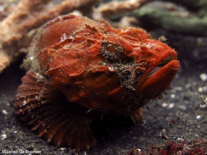 The beauty of Scorpionfishes | Critter Research