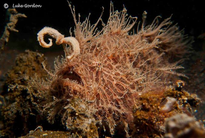 Hairy Frogfish | Critter Research