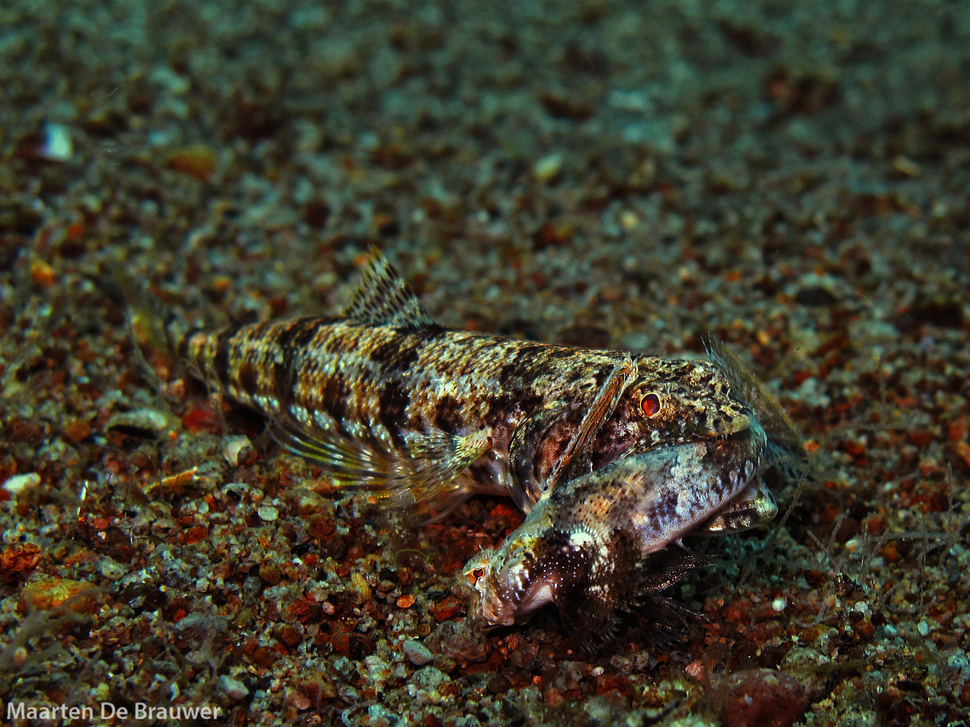Ambush predator | Critter Research