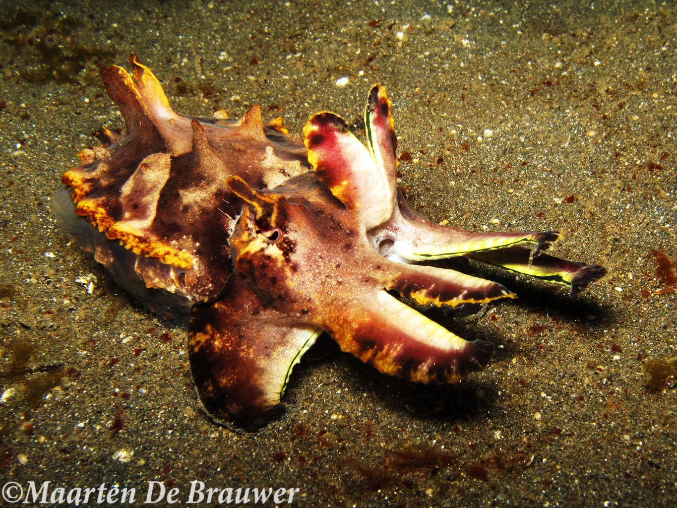 Flamboyant Cuttlefish | Critter Research