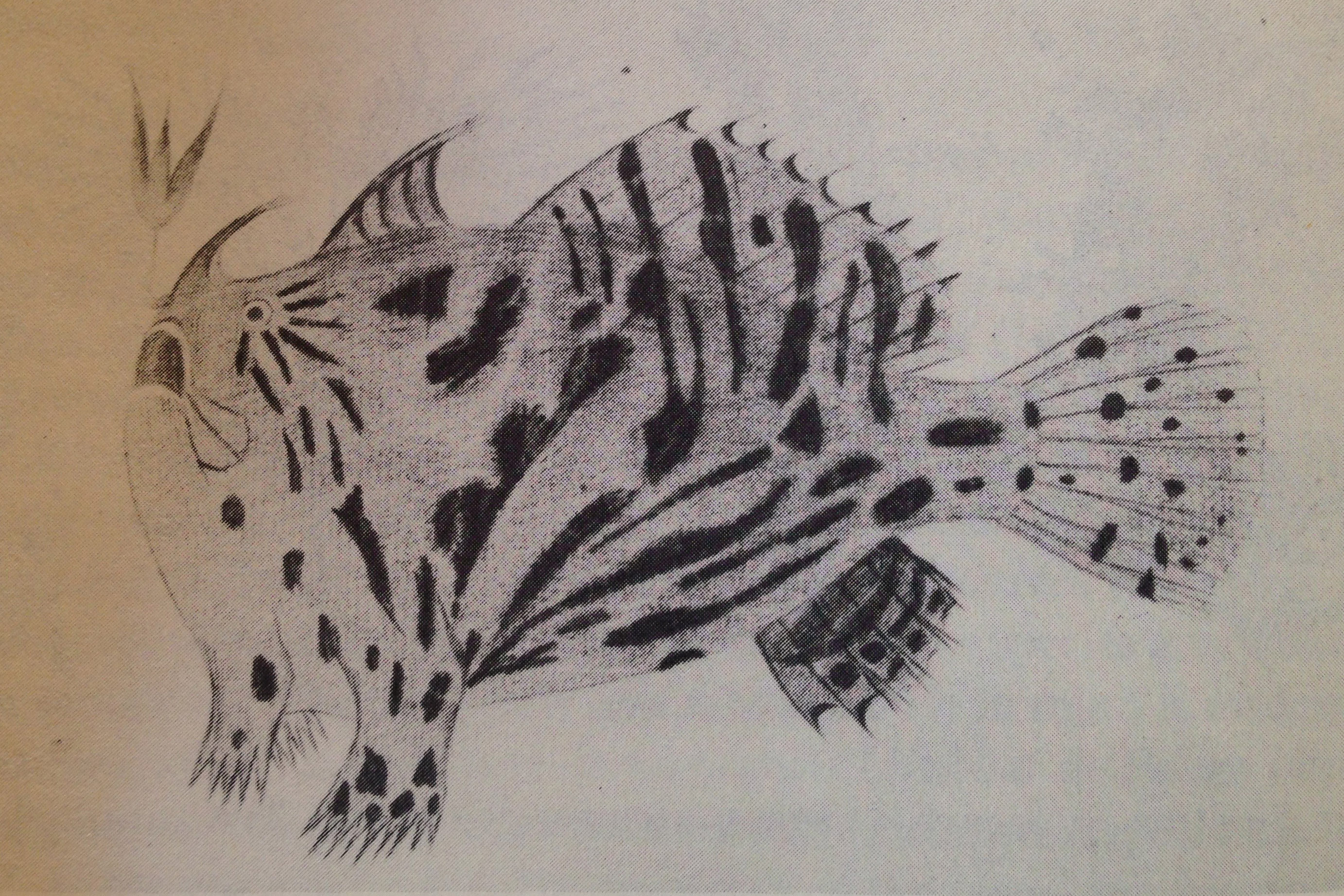 Guestblog: Frogfish history | Critter Research
