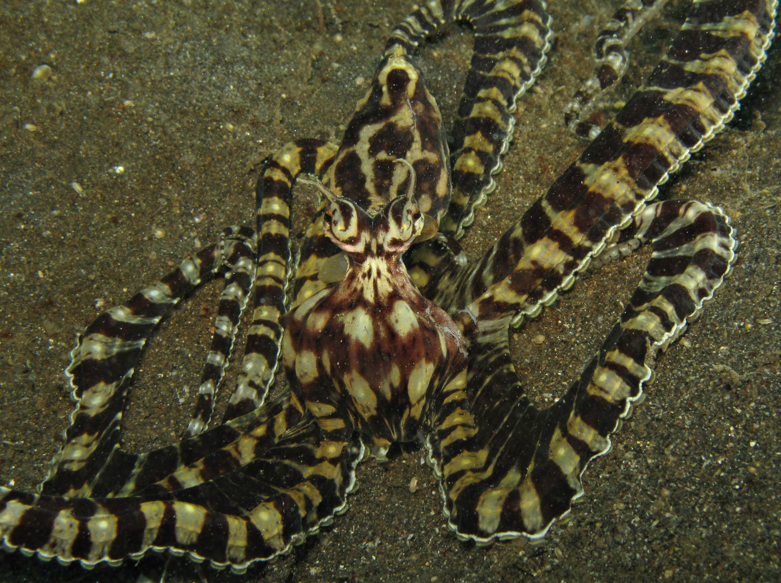 Wondering about mimics? | Critter Research